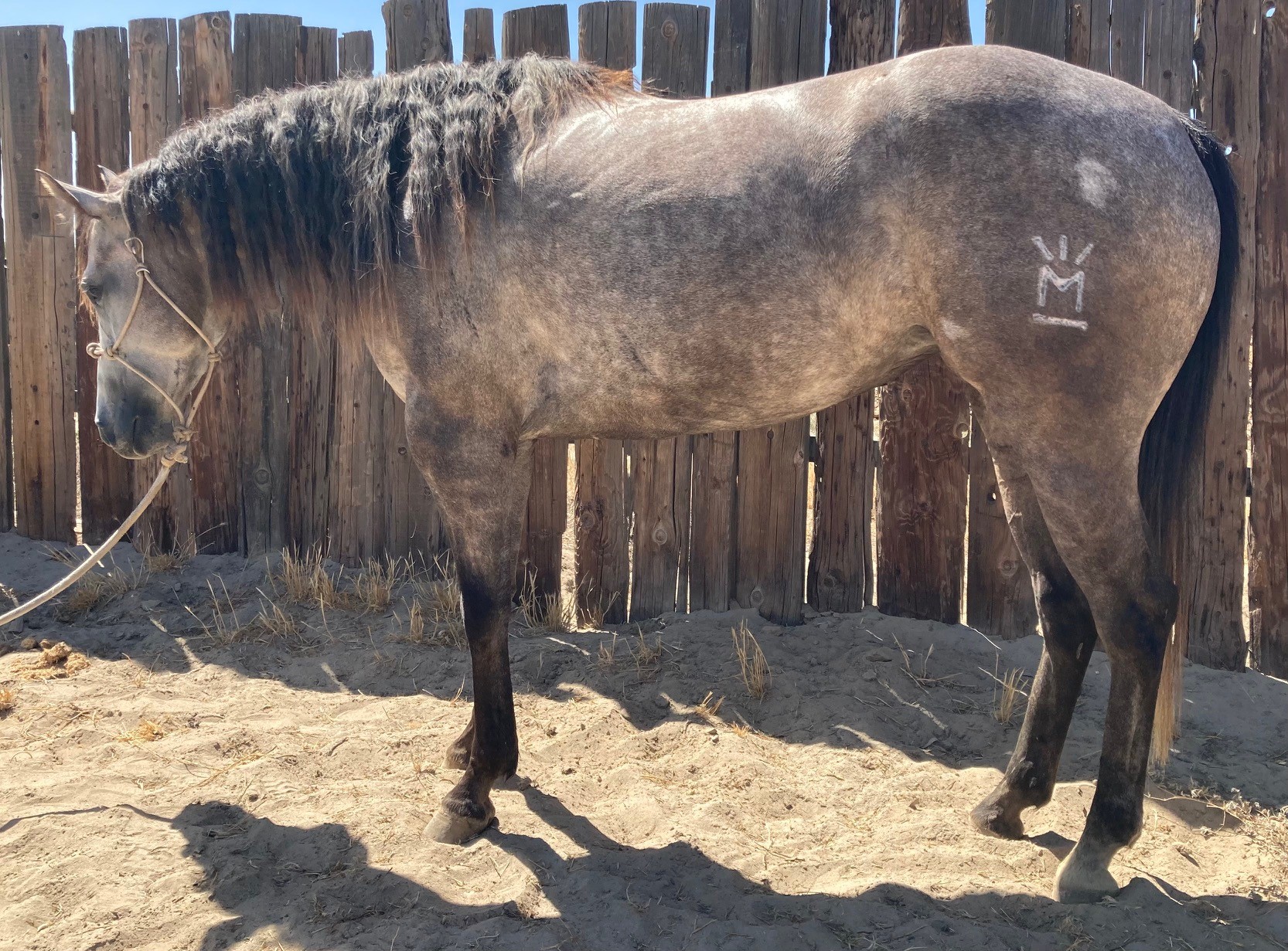 MISS PEPONITA FAME - Shining M Ranch