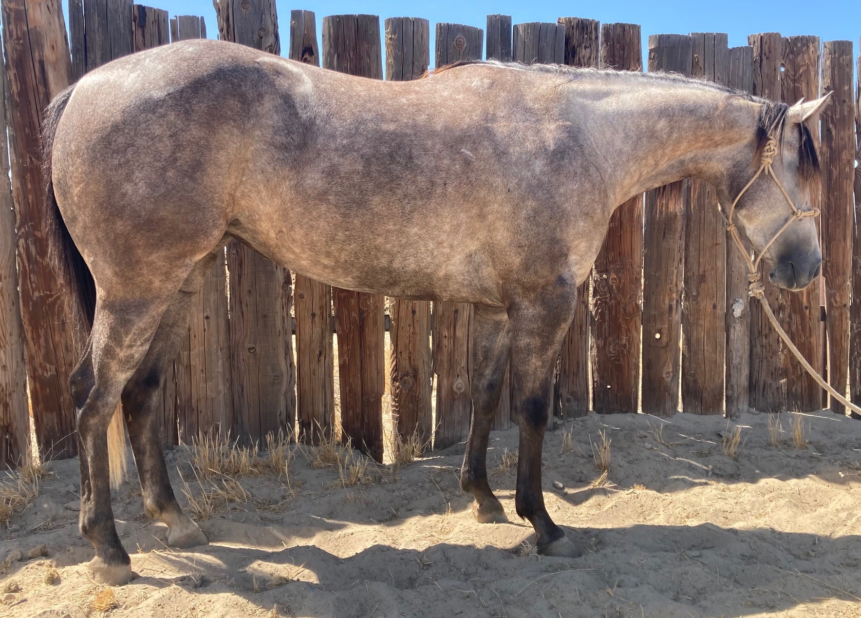 MISS PEPONITA FAME - Shining M Ranch