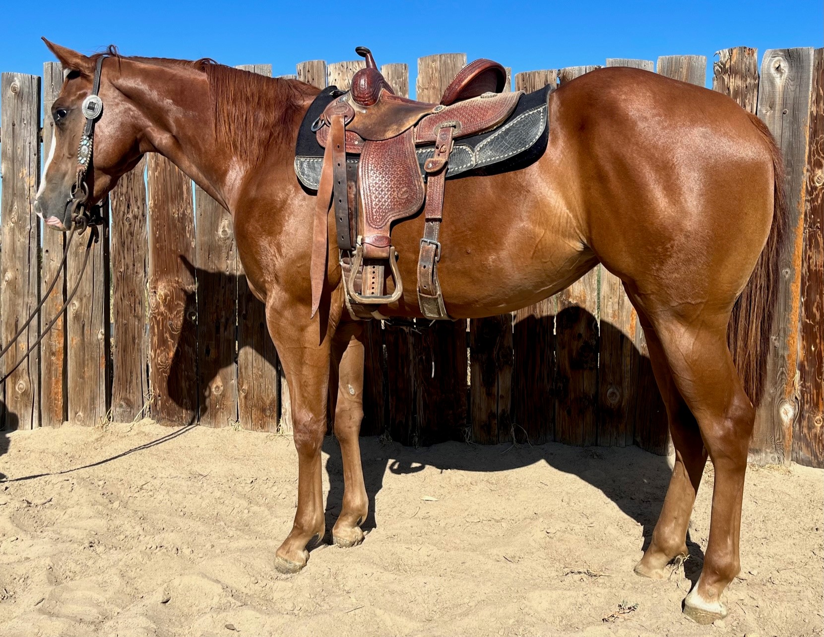 Sold Horses - Shining M Ranch