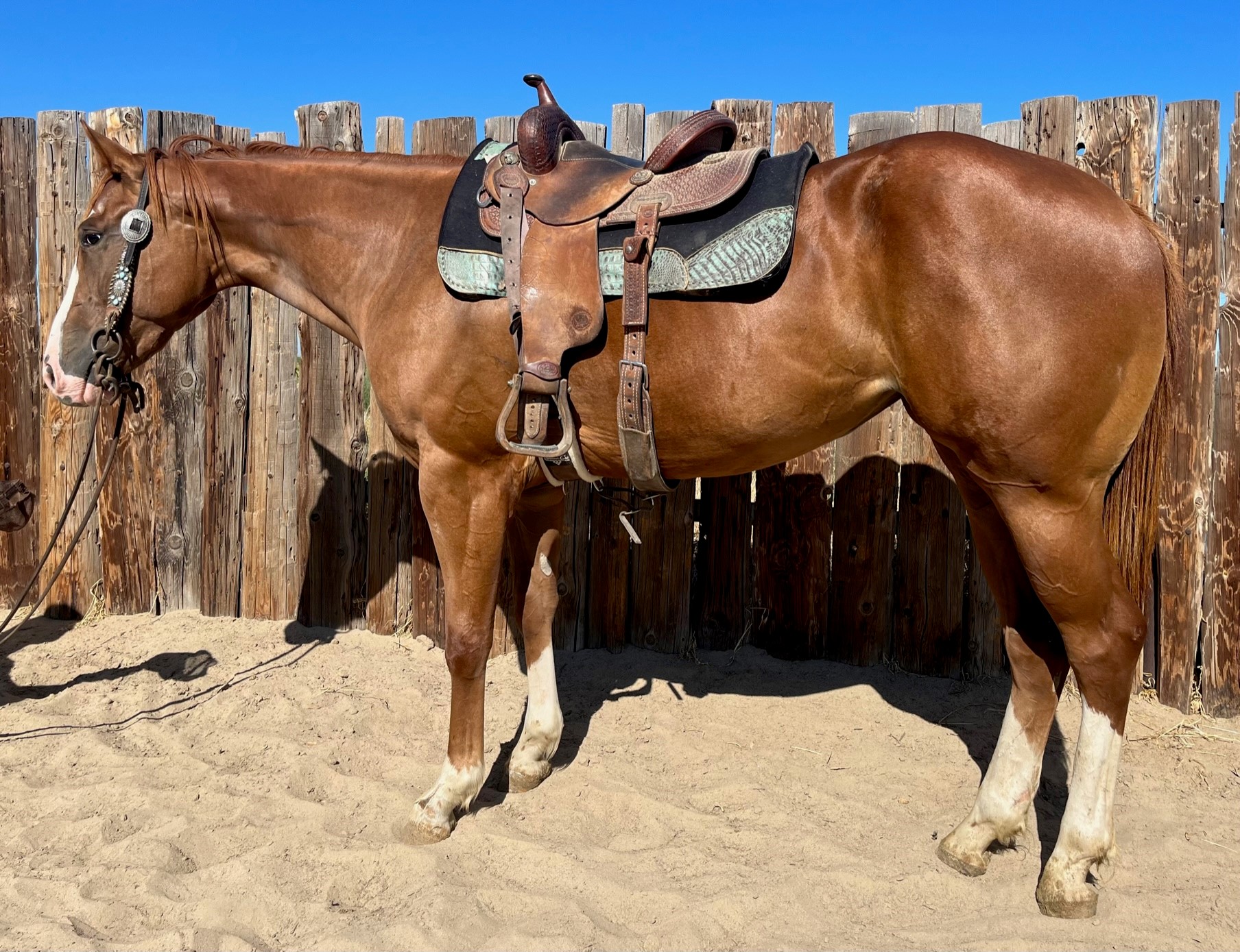 KM HOTT TODDY - Shining M Ranch